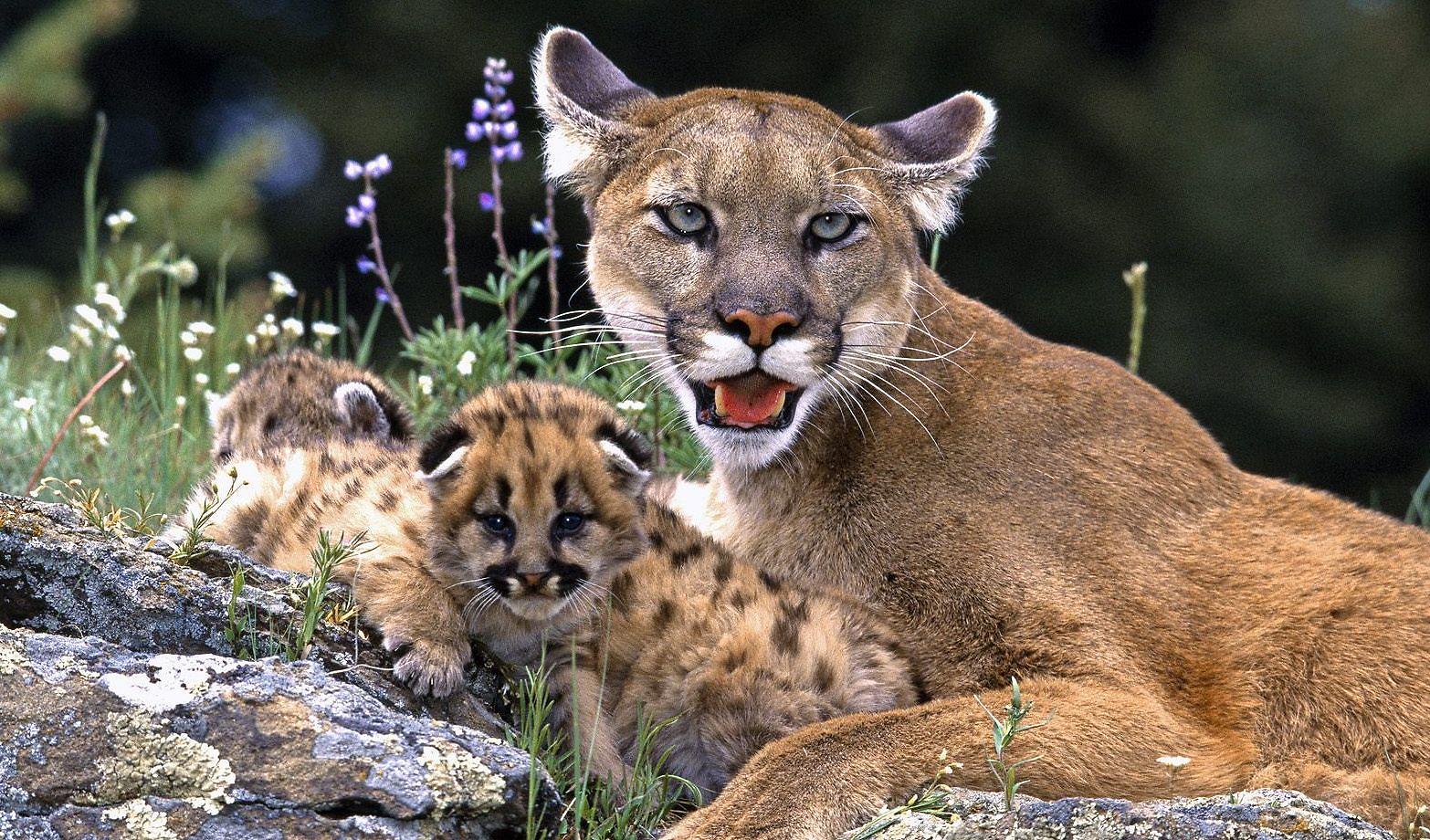 Cuccioli Carini Di Puma Cub Illustrazioni, Vettoriali E Clipart Stock